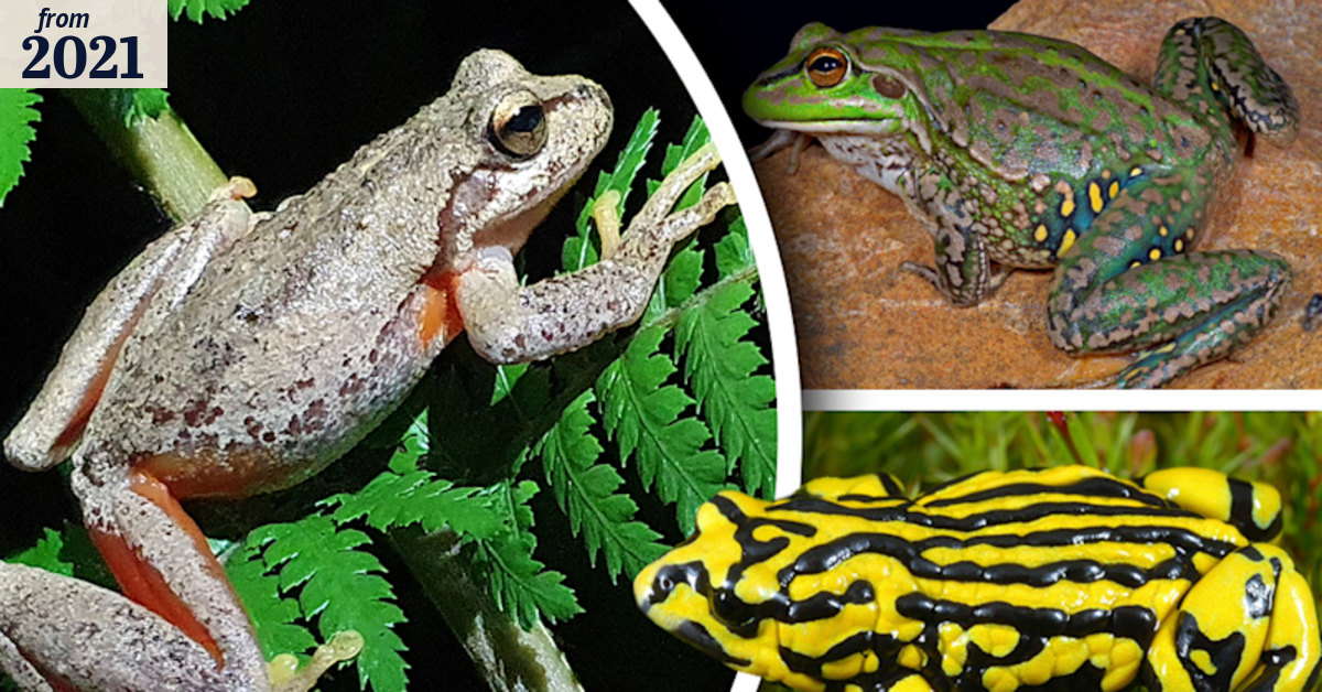 Four frogs on threatened-species list probably already extinct