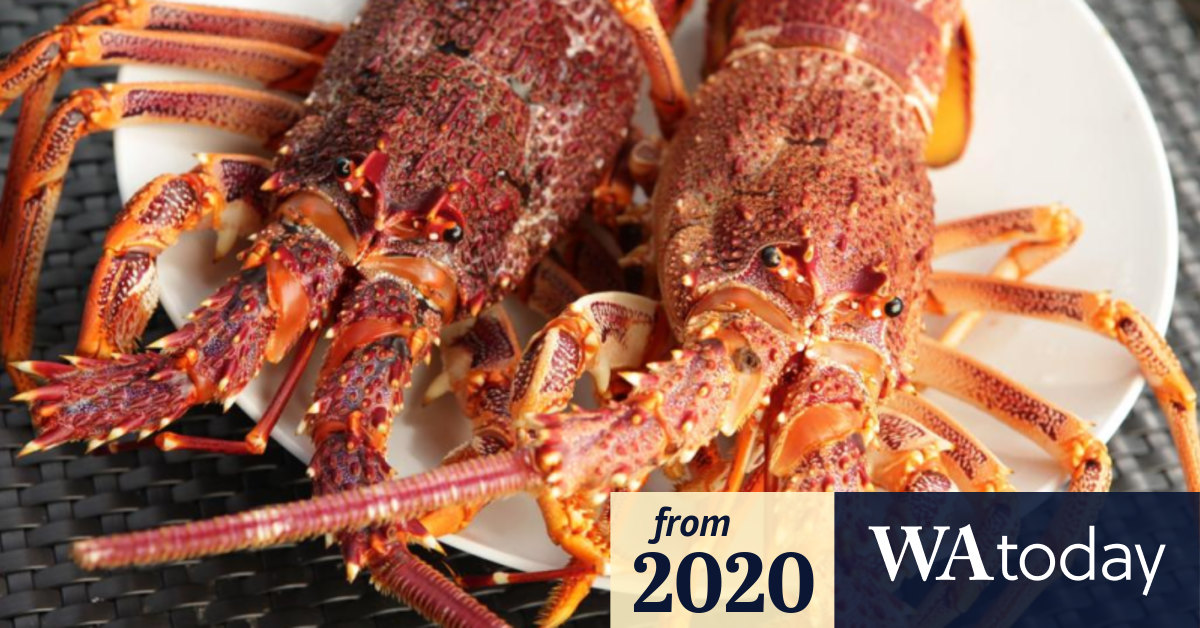 WA rock lobster fisher's $8 million penalty after three-year probe
