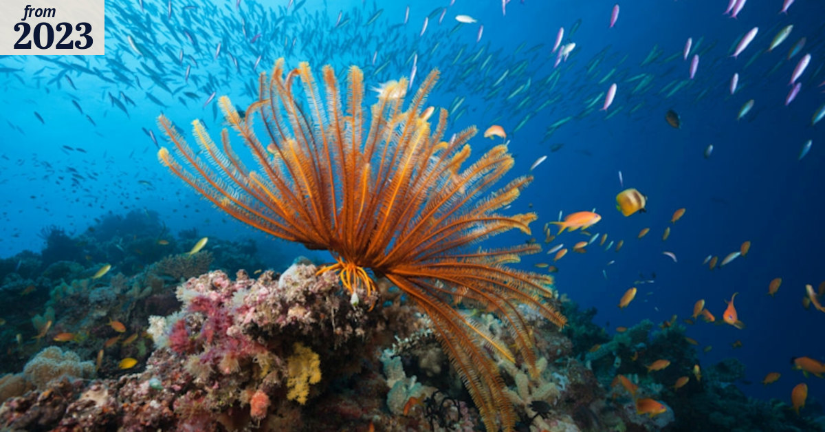 Great Barrier Reef: Australia gains reprieve on threat to world ...