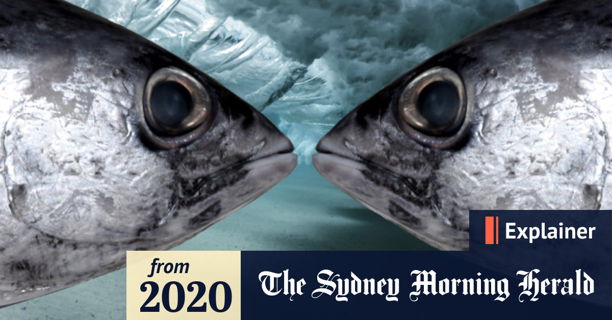 Why are fish wars heating up all over the world?