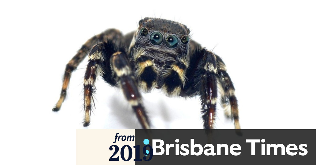 Five new spider species named after specimens discovered at Queensland ...