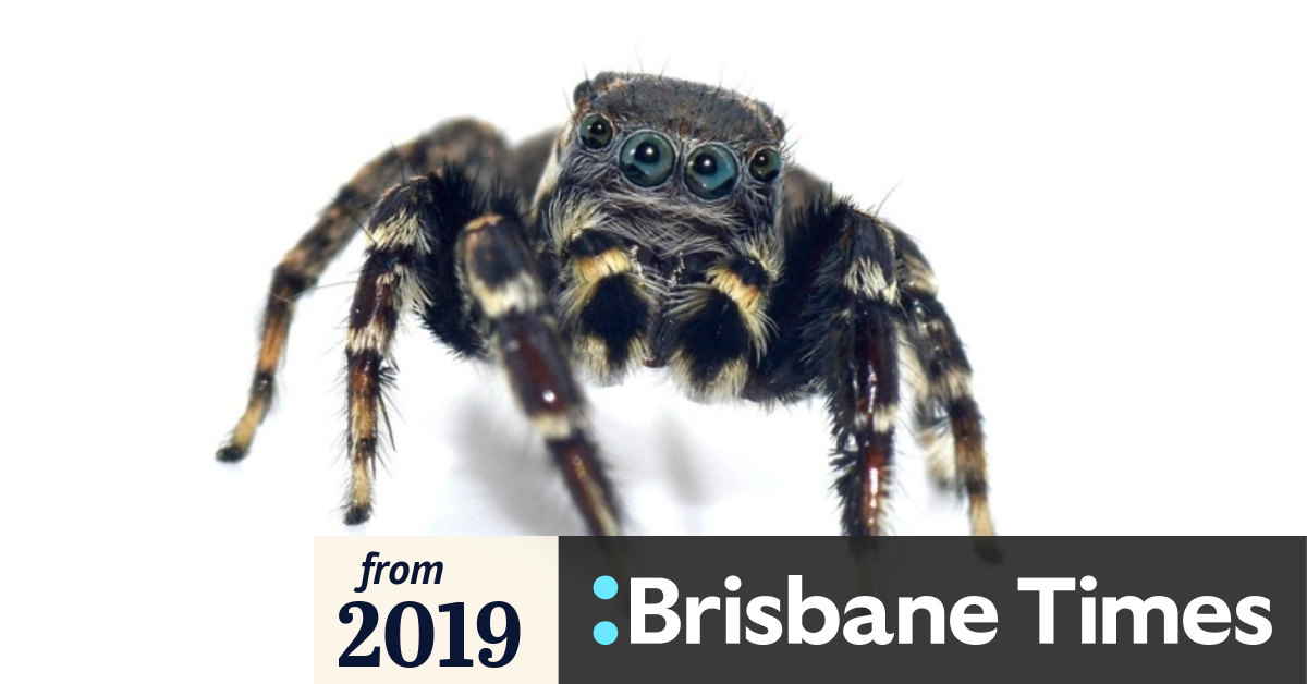 Five new spider species named after specimens discovered at Queensland ...
