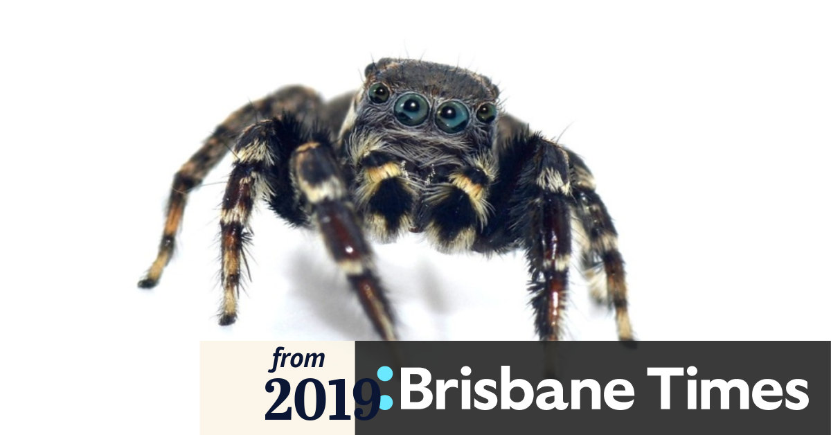 Five new spider species named after specimens discovered at Queensland ...