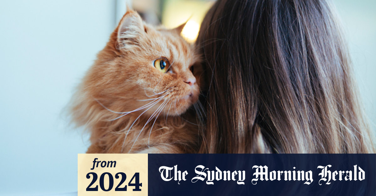 Divorce: how a rescue cat helped me after the breakdown of my marriage