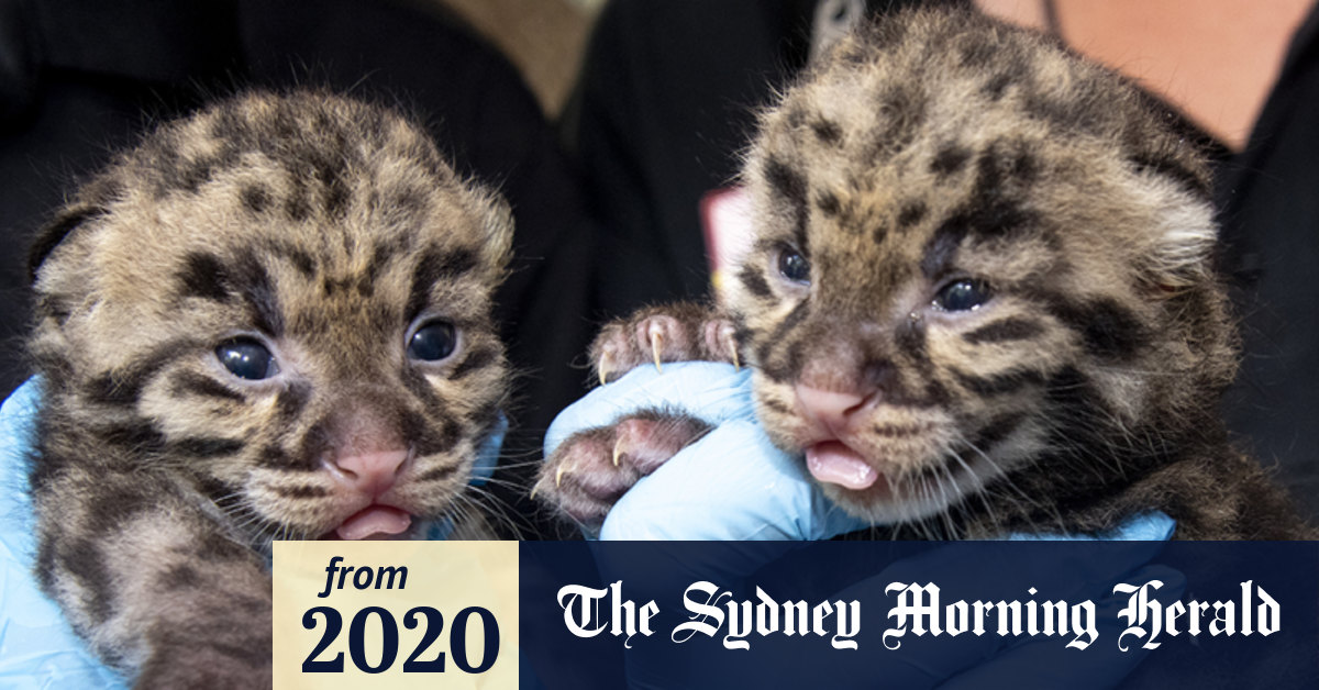Purr-fect clouded leopard cubs make public debut in Miami