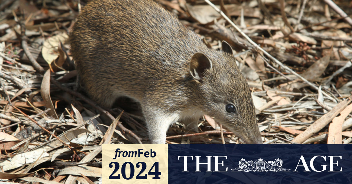 Endangered animals: Melbourne sprawl threatens to destroy southern ...