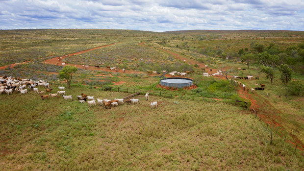 Gina Rinehart sells WA cattle stations for $100m