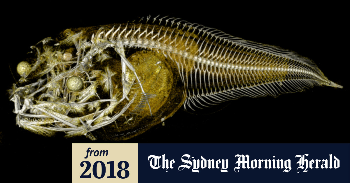 Scientists discover new sea creatures in depths of Pacific Ocean