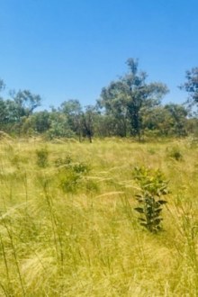 McClymonts steer Saxby Downs to market