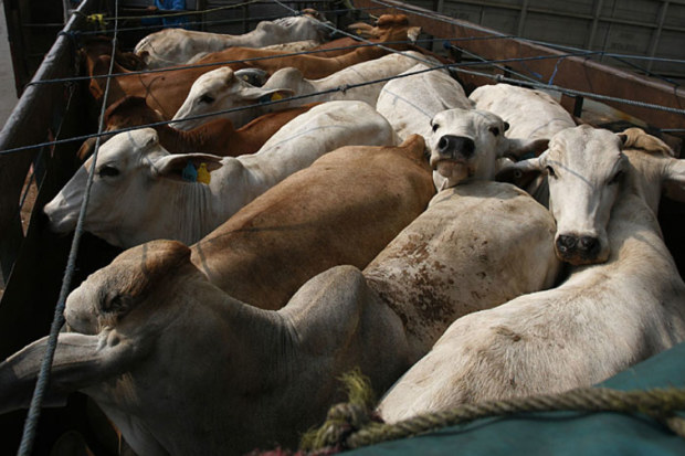 Troubled livestock exporter sells biggest ship to stay afloat