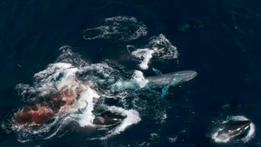 Battle at sea: Whale watchers capture blue whale's fight to the death ...