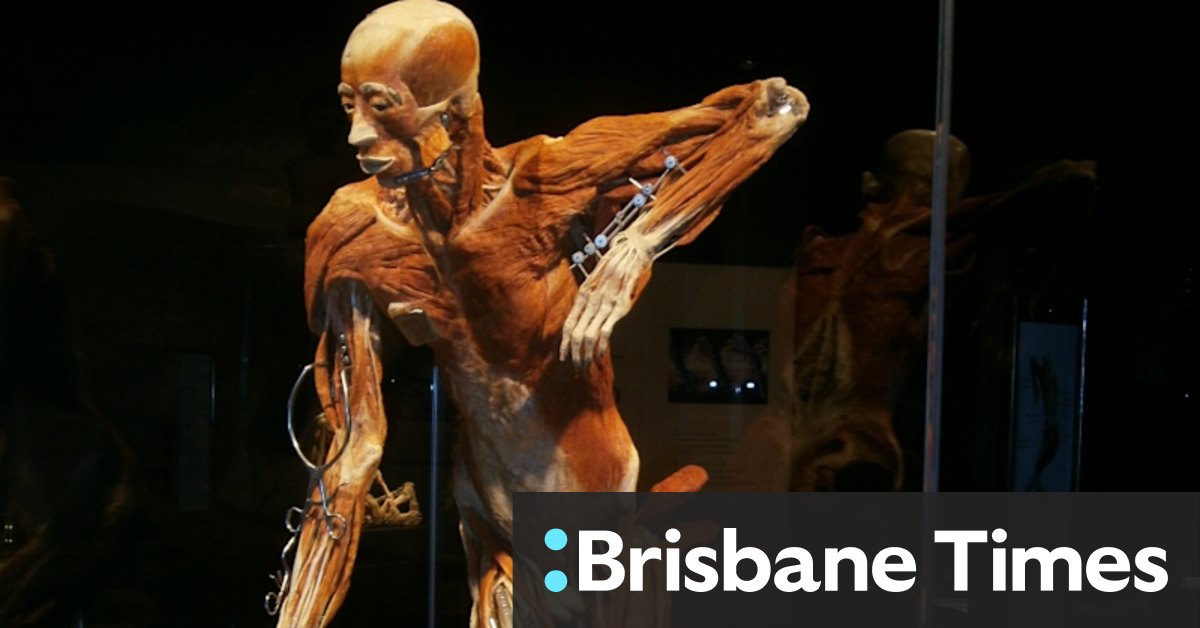 Exhibition of preserved human bodies heading to Brisbane