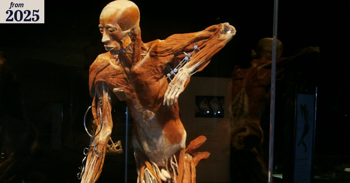 Exhibition of preserved human bodies heading to Brisbane