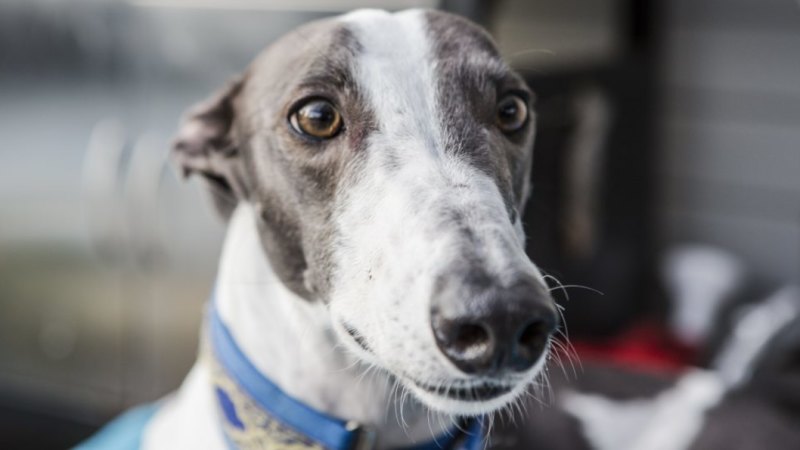 Greyhounds test positive for drugs 10 times more than horses at races