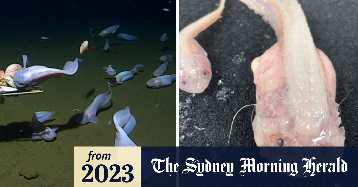 Deepest fish ever recorded found in Izu-Ogasawara Trench in Japan