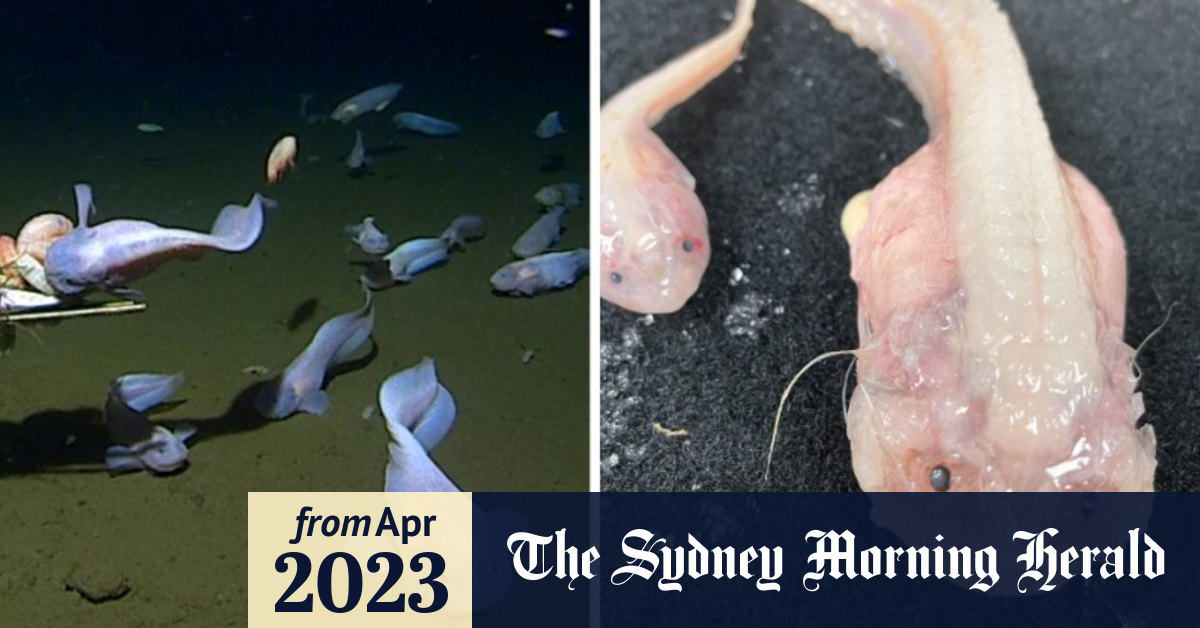 Deepest fish ever recorded found in Izu-Ogasawara Trench in Japan