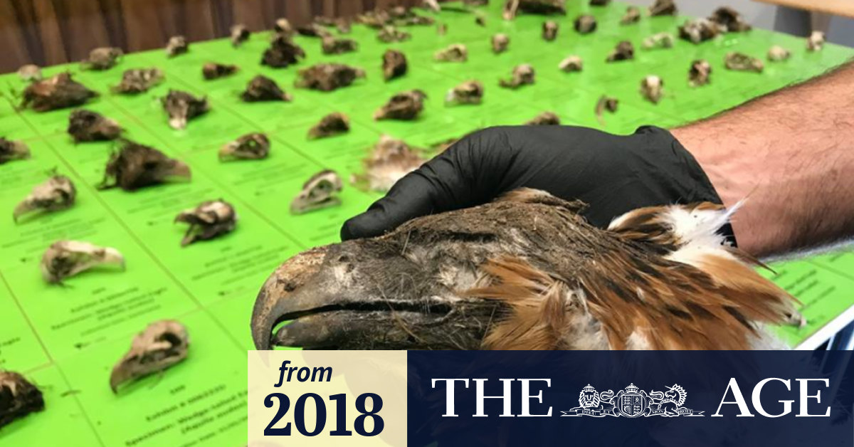 Jail over killing of eagles in a Victorian first