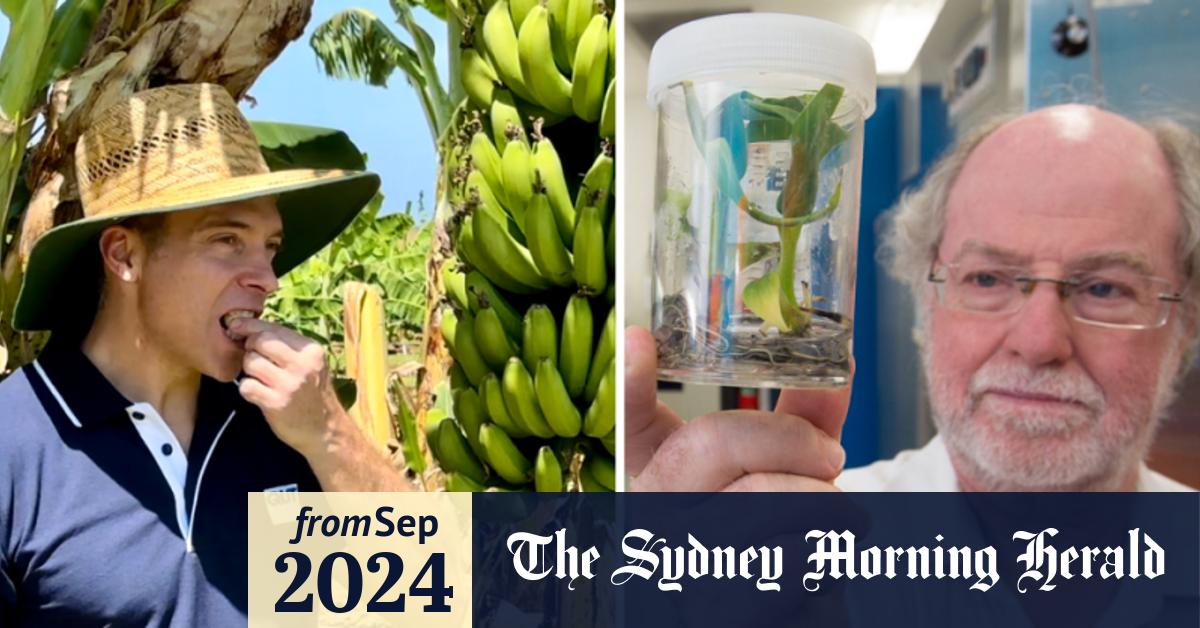 Genetically modified fruit: The man who saved bananas from certain death
