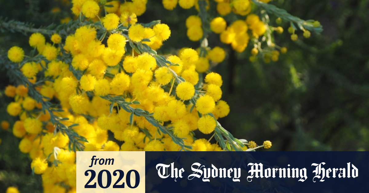 Wattle, a little ray of winter sunshine