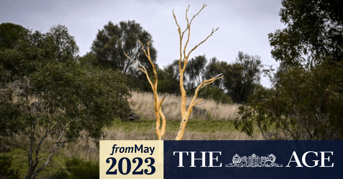 Melbourne’s favourite trees: The top 11 we could never leaf without