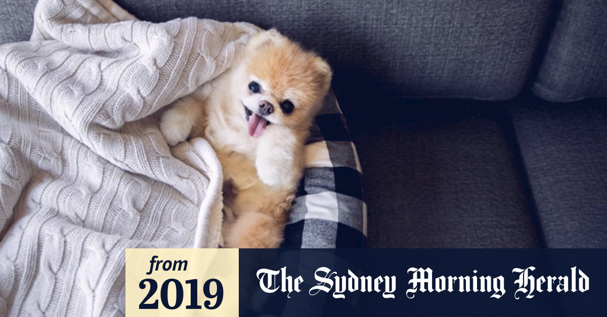 Boo, the 'world's cutest dog', has died aged 12