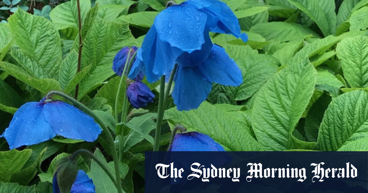 How to pick the right rare flowers for your garden