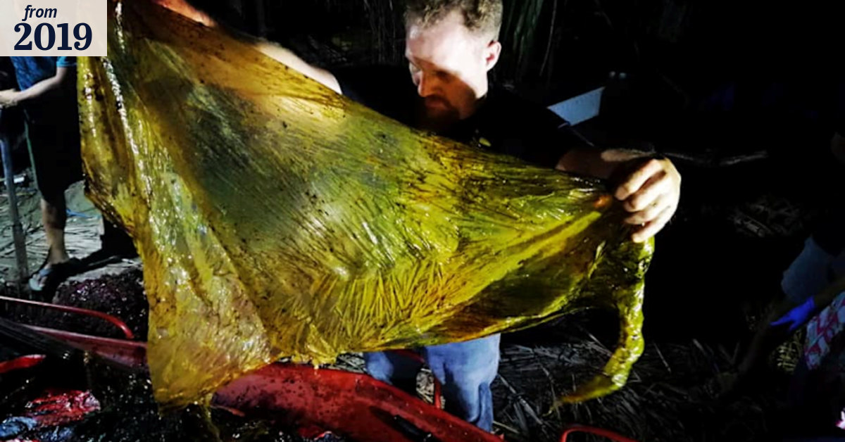 This dead whale's stomach had 40 kilograms of calcifying plastic