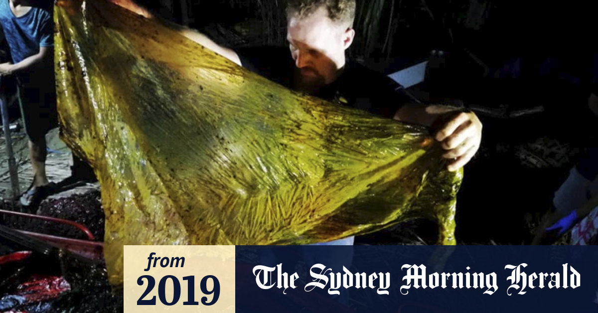 This dead whale's stomach had 40 kilograms of calcifying plastic