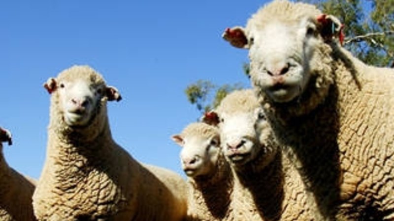 Falling off the sheep’s back: Why Australia can't capitalise on record ...