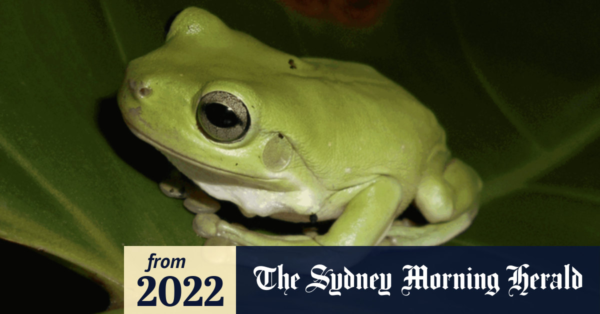 Frog deaths: ‘A complicated murder mystery’: What’s killing Sydney’s frogs