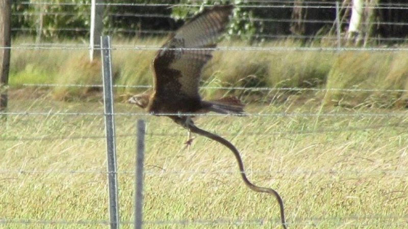 Luskintyre: Falcon snapped swooping snake on NSW Hunter property