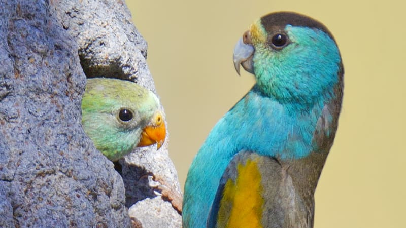 Parrot on verge of annihilation poses first hurdle for new Environment ...