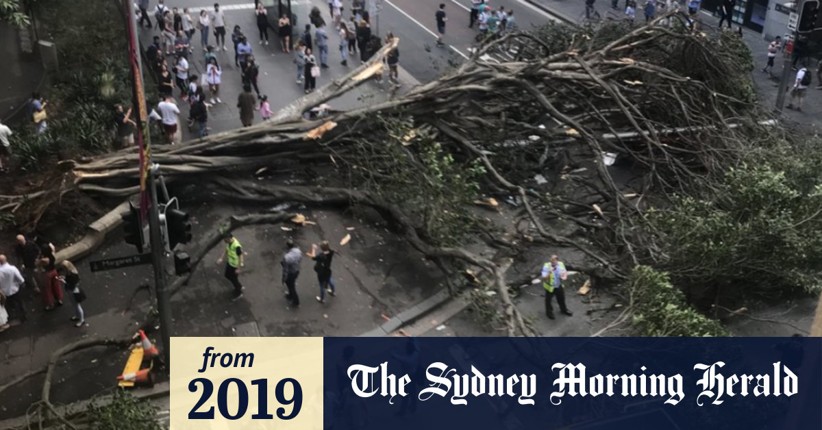 'Extremely lucky to be alive': Man injured after large tree falls in ...