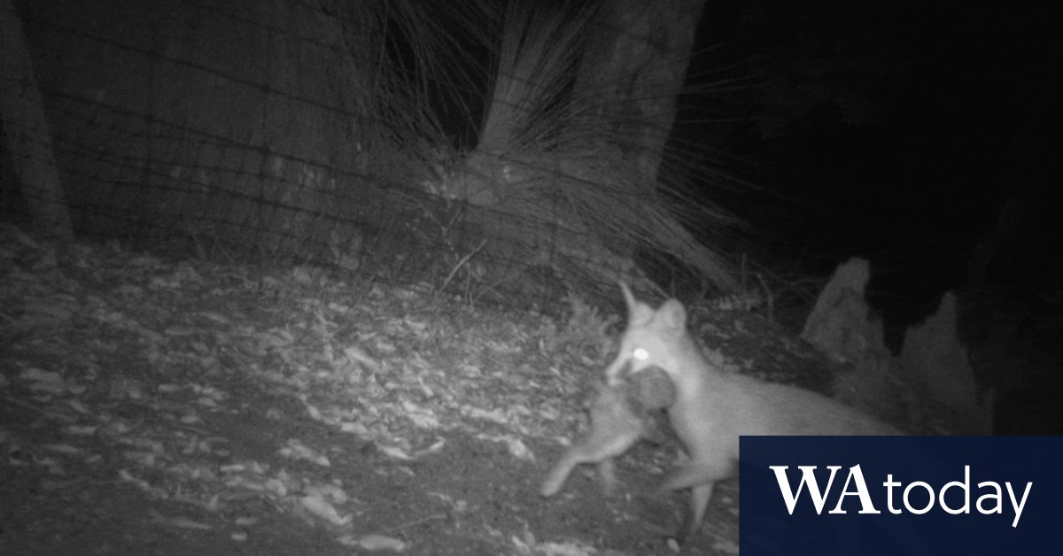 Raperin yilmaz pornolari she stands as tall for an East