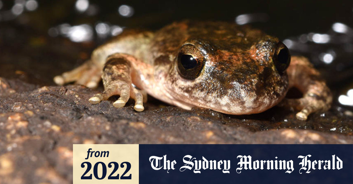 The search for extinct frogs starts in your home with your phone