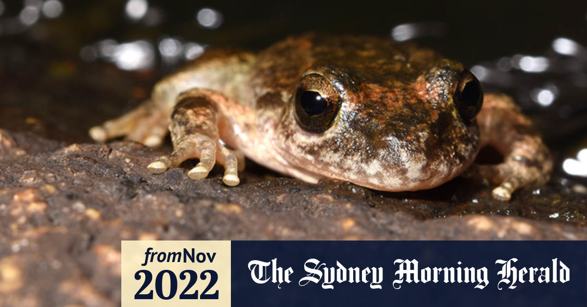 The search for extinct frogs starts in your home with your phone