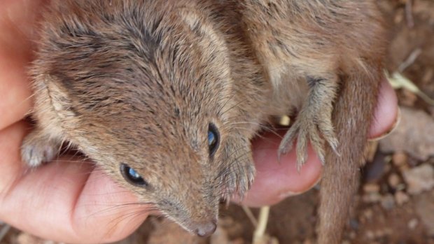 Fatal attraction: Polygamous Pilbara marsupials drop dead after frantic ...