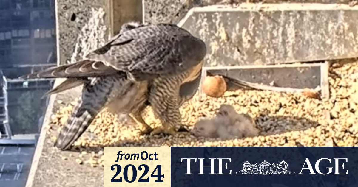 Collins St peregrine falcons: Chicks hatch at Melbourne CBD skyscraper