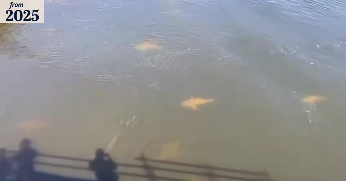 Swan River sharks: School of sharks spotted near Fremantle Traffic ...