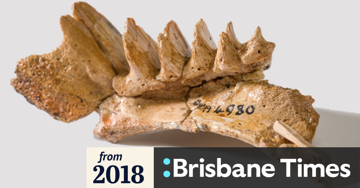 Queensland Museum to 3D scan extinct supersized species found at mine