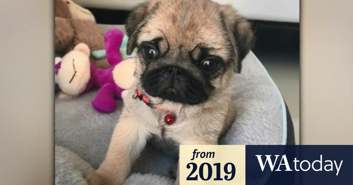 Pug puppy Coco died after being 'thrown over wall' in late night ...