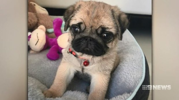 Pug puppy Coco died after being 'thrown over wall' in late night ...