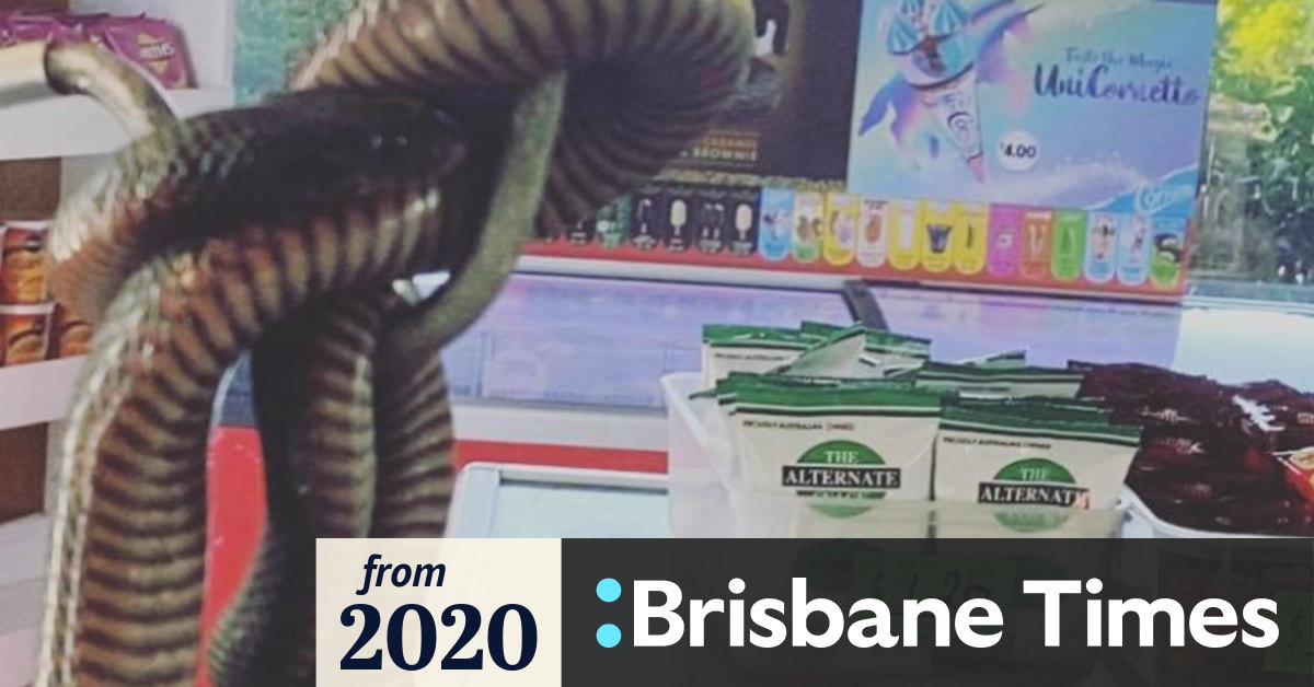 Venomous snakes slither into school tuckshop and office