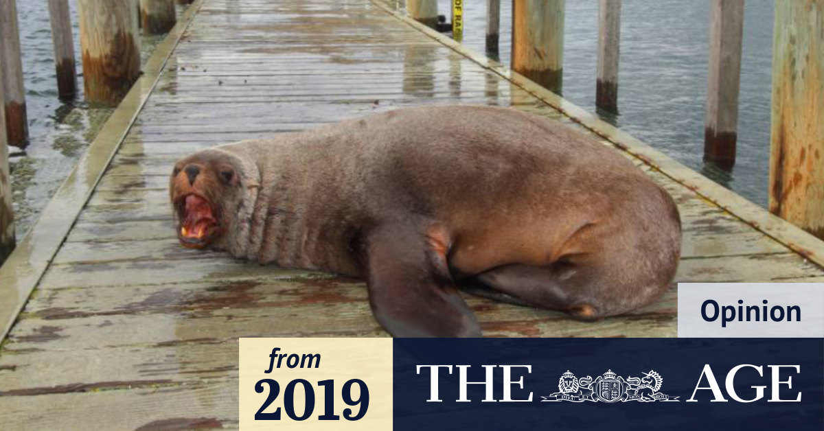 The sorry tale of Sammy the seal, who never needed that free feed