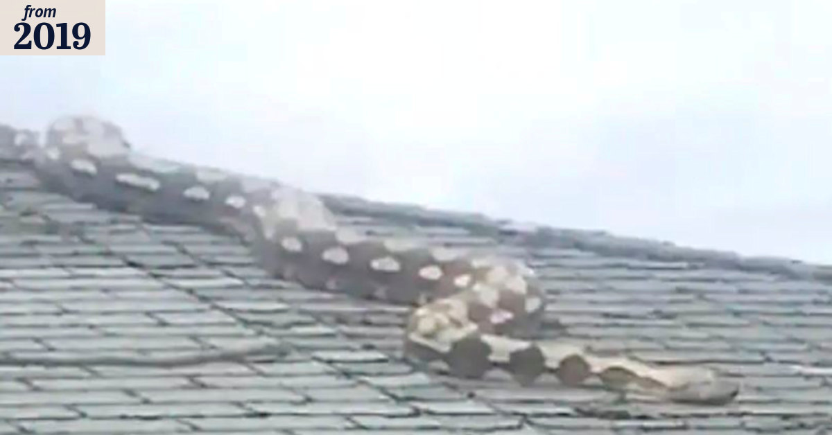 albino python on roof