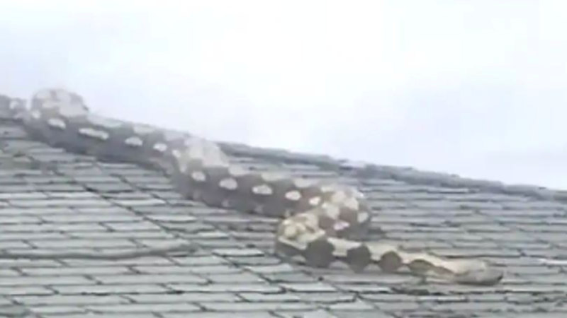 ‘It’s moving and it’s huge!’: 5.5m-long snake on US roof horrifies ...