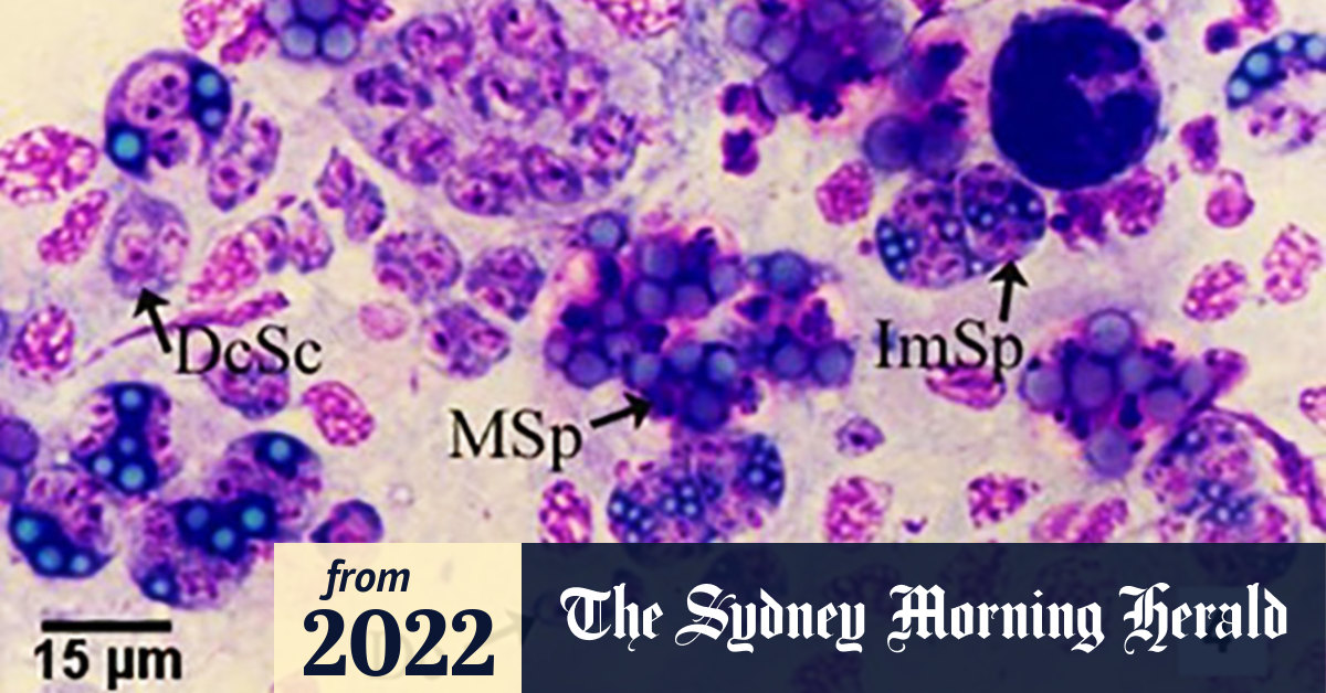 Pace of emerging new pathogens is accelerating’: biosecurity threat growing