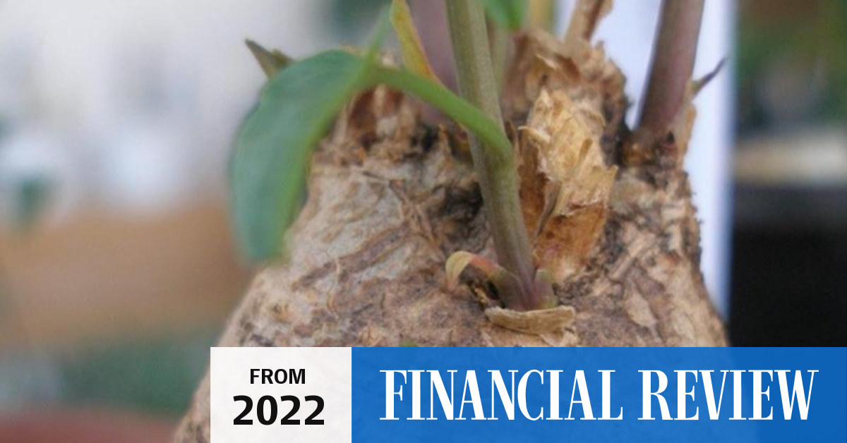 Kim Mahood’s new book Wandering with Intent shows how to ‘farm’ like ...