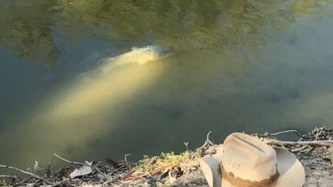 Menindee: Darling River dead Murray cod still surfacing after mass fish ...