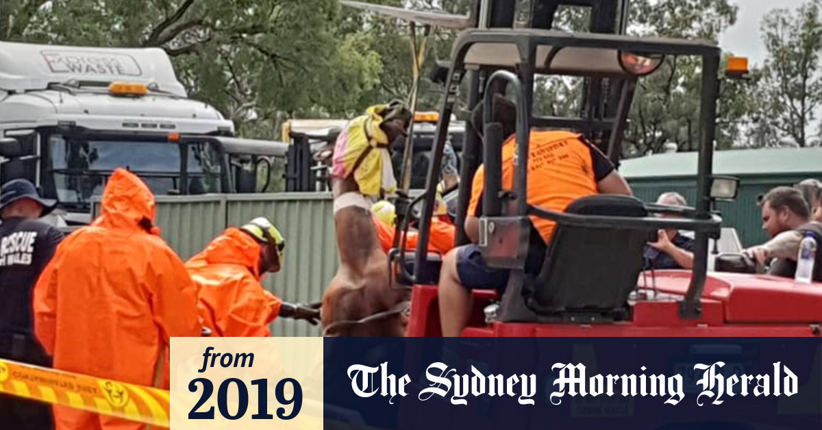 Horse in Sydney's west trapped horse in septic tank